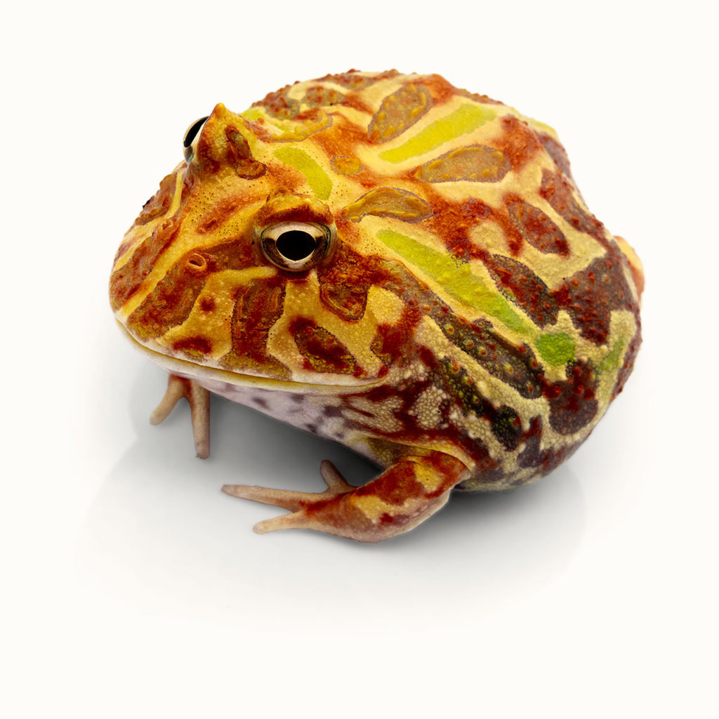 Pacman Frog Care Sheet, Feeding, Terrarium Setup, and FUN!