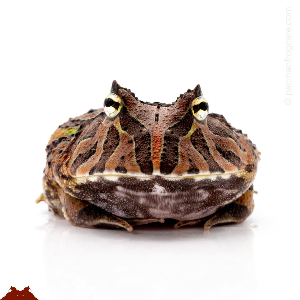 Pacman Frog Photos — Pacman Frog Care Blog